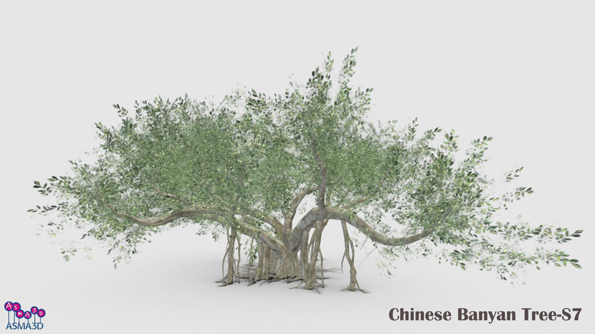 3D Model Chinese Banyan Tree Pack - TurboSquid 2203251