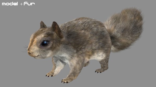 3d squirrel fur hair model