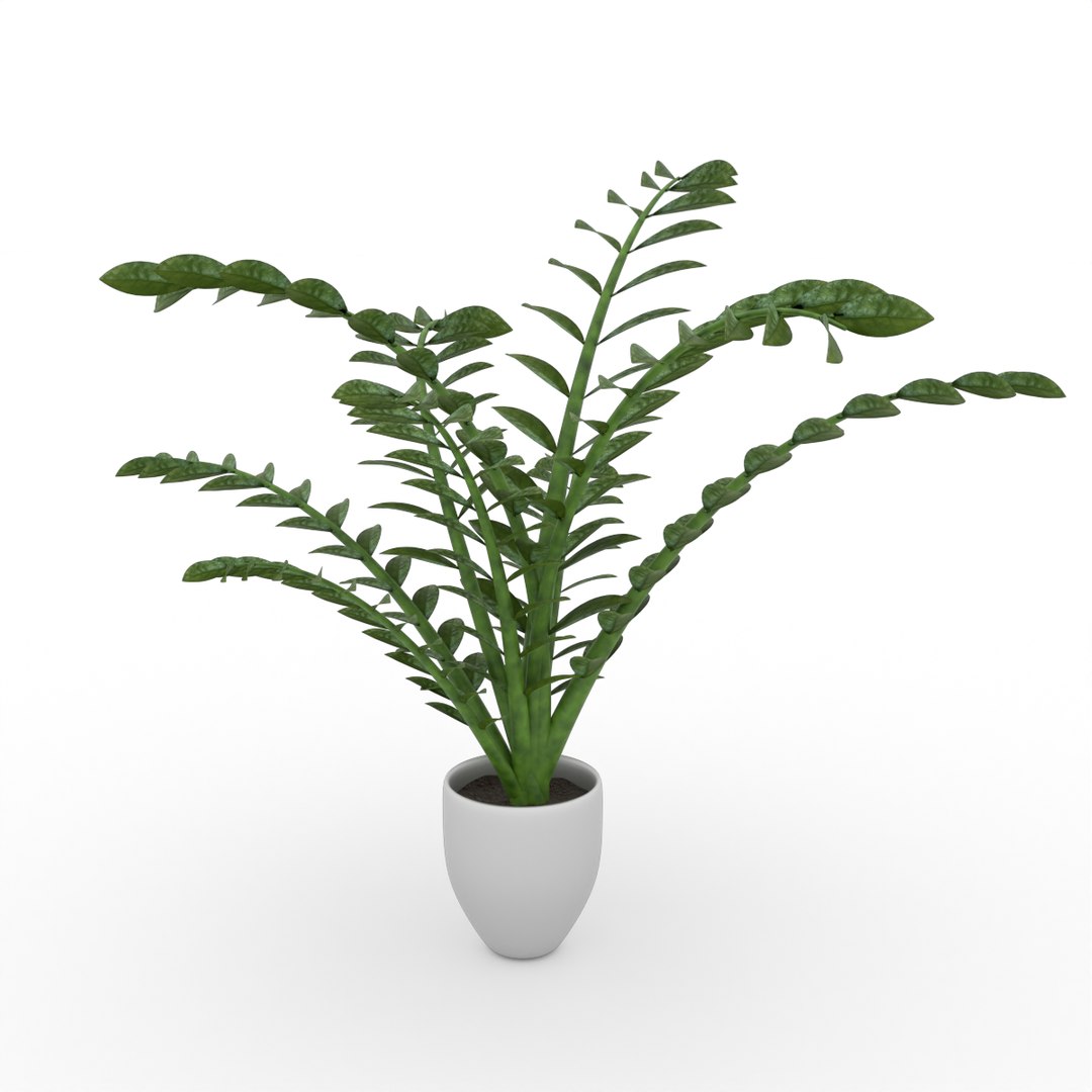 3D model ZZ PLant - TurboSquid 2066176