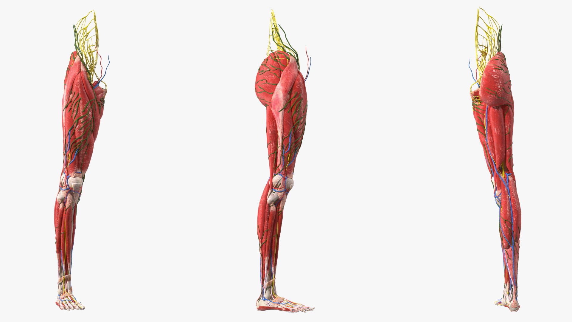 3D model Girl Leg Anatomy - TurboSquid 1948008