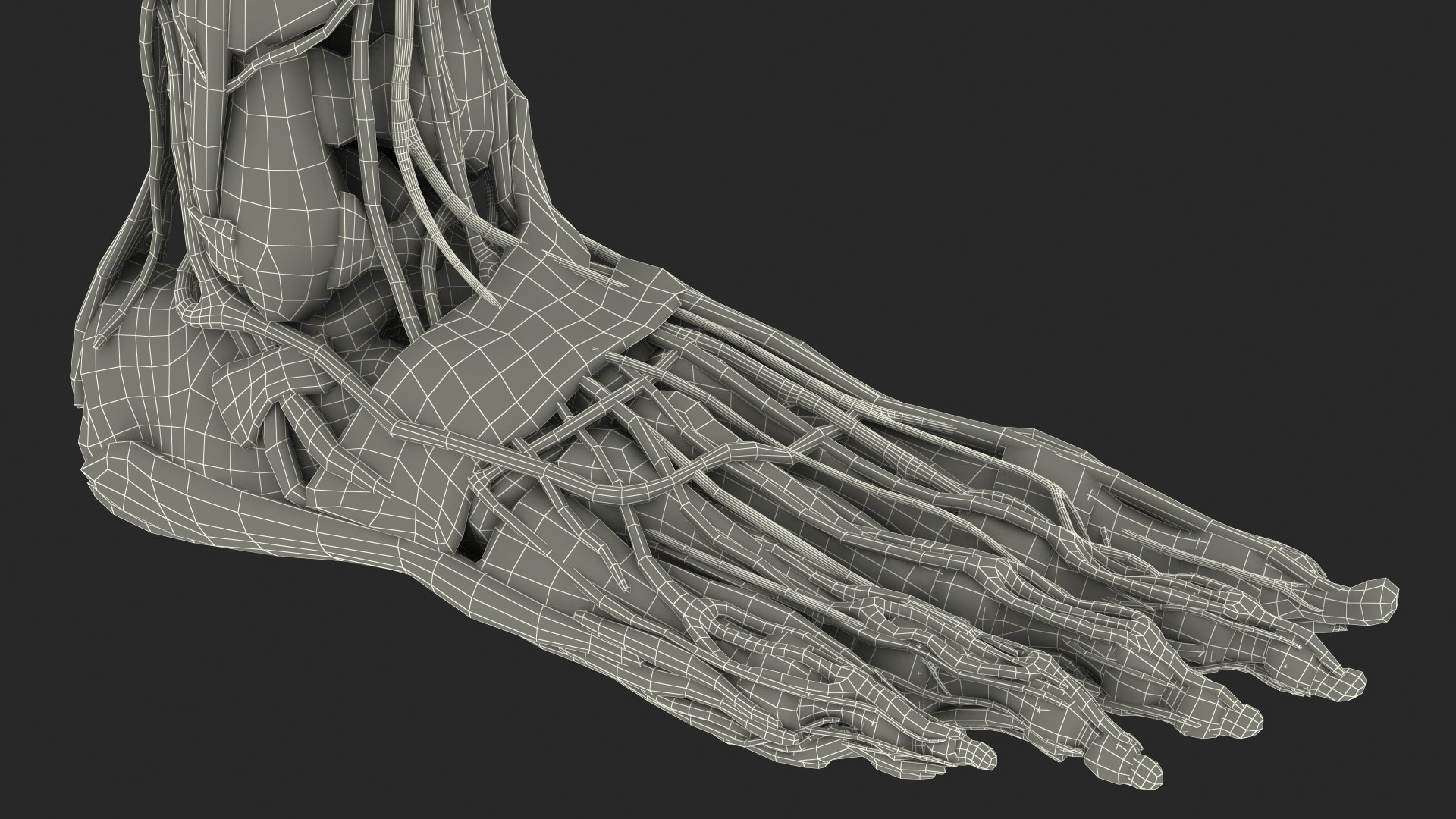 3D model Girl Leg Anatomy - TurboSquid 1948008