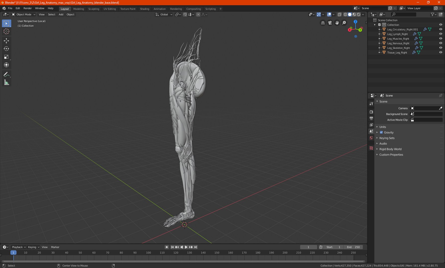 3D model Girl Leg Anatomy - TurboSquid 1948008