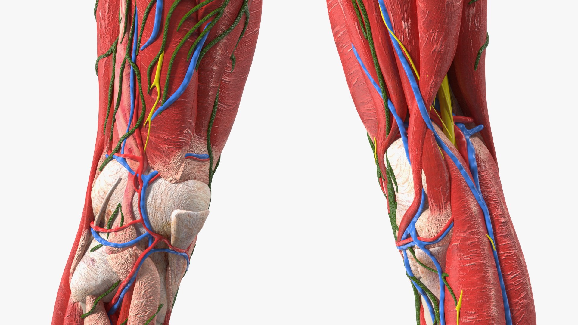 3D model Girl Leg Anatomy - TurboSquid 1948008