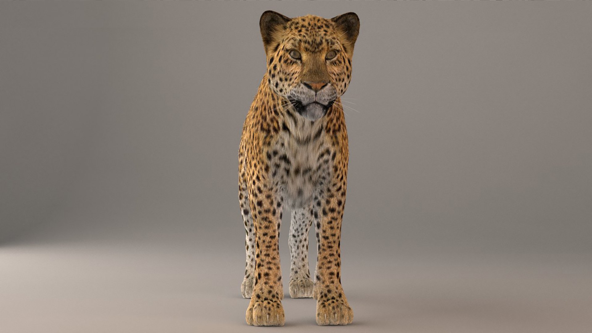 3D Model Vary Tiger Fur - TurboSquid 1431848