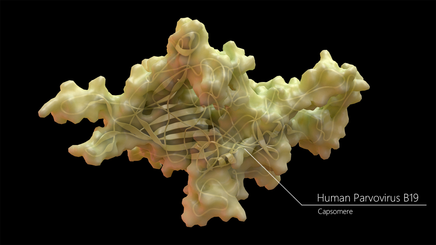 Human parvovirus b19 capsid 3D model - TurboSquid 1361093