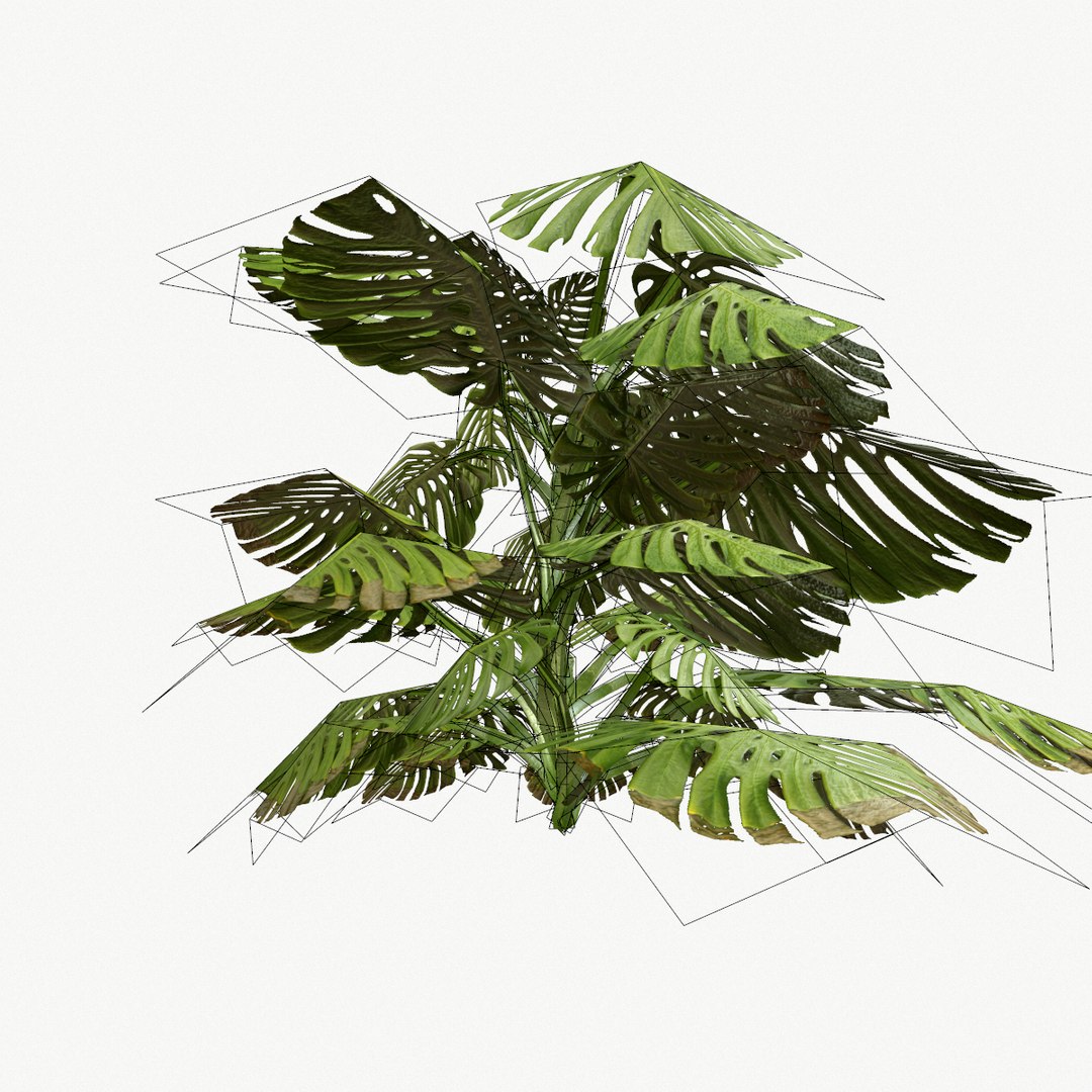 3d monstera pack