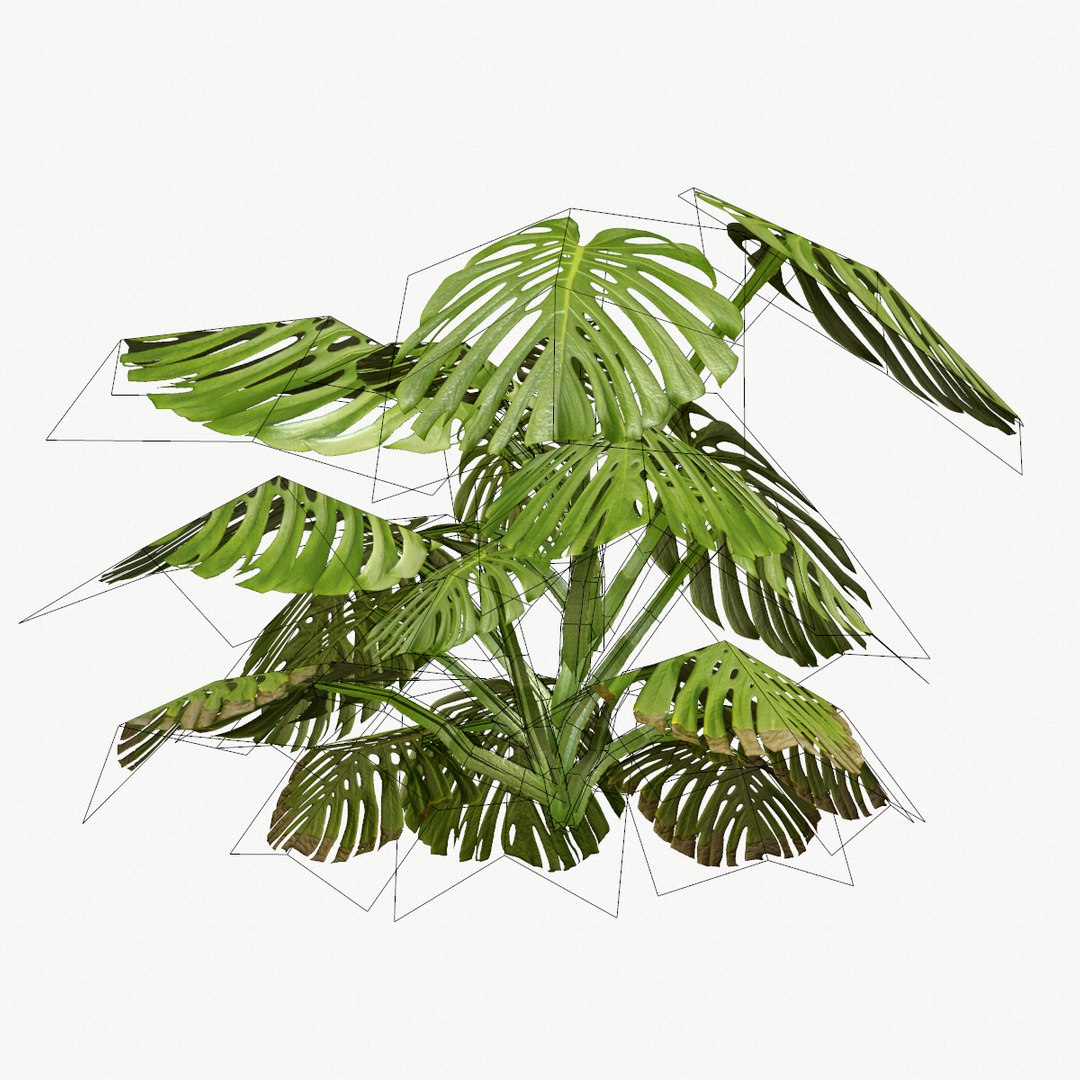 3d monstera pack