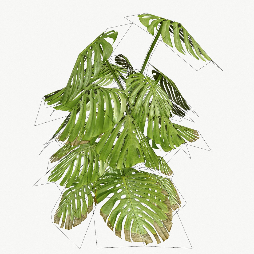 3d monstera pack