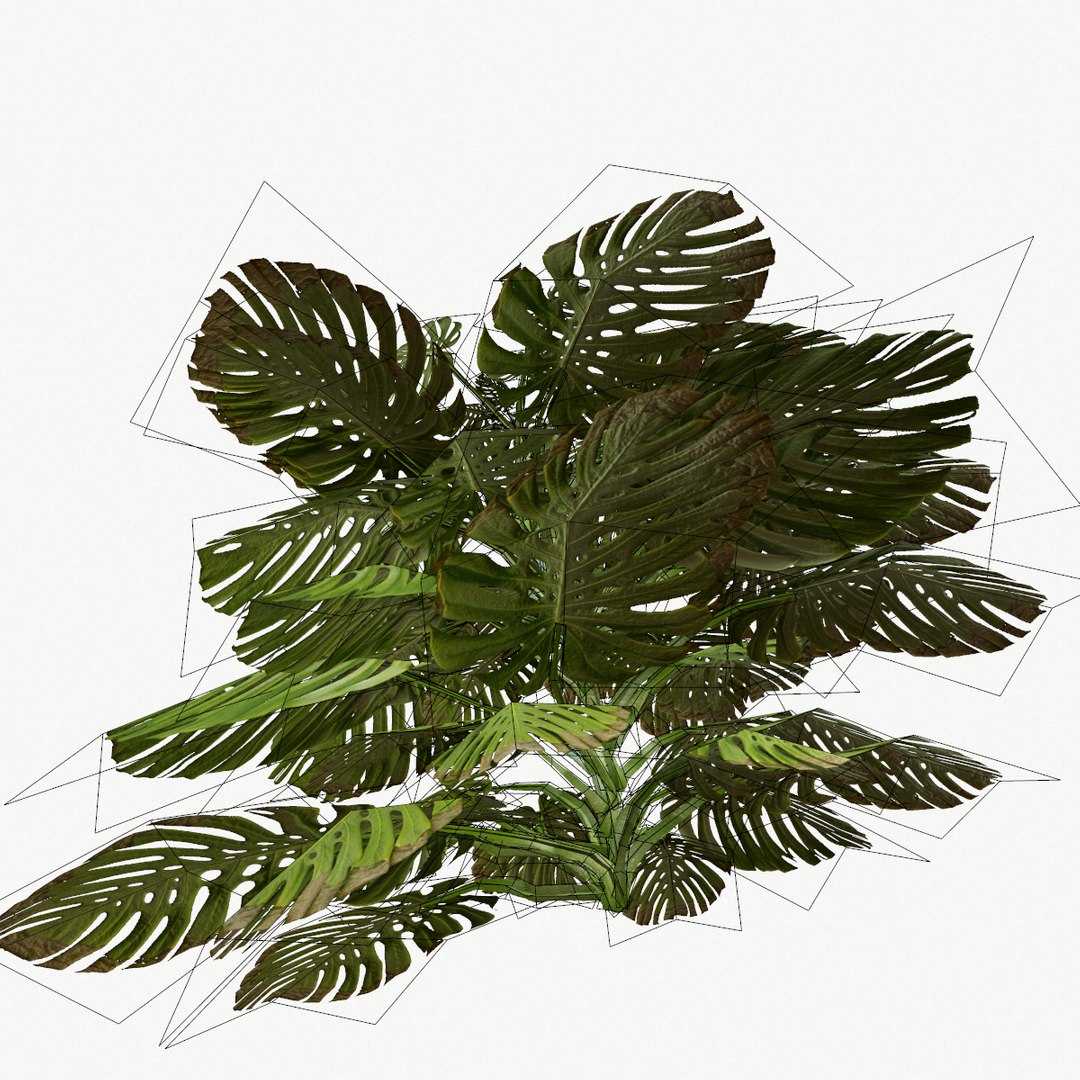 3d monstera pack