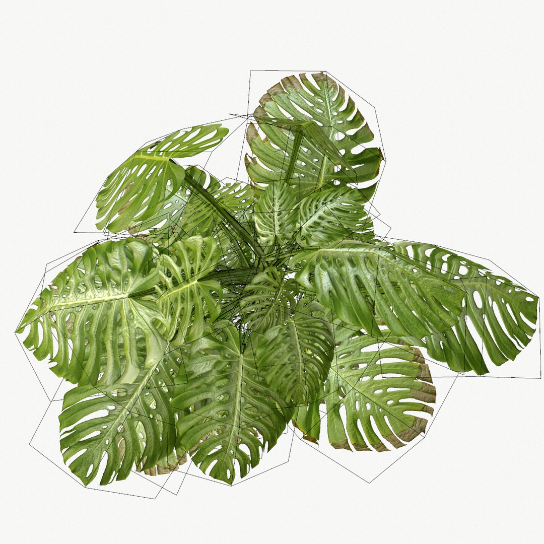 3d monstera pack