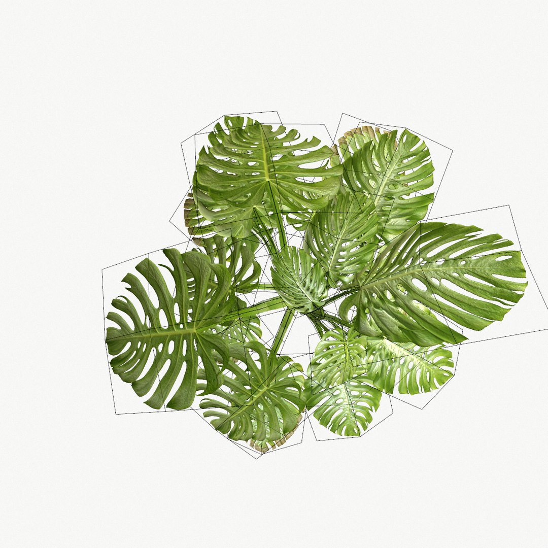 3d monstera pack