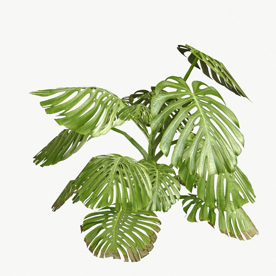 3d monstera pack