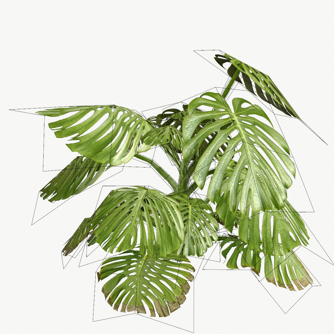3d monstera pack