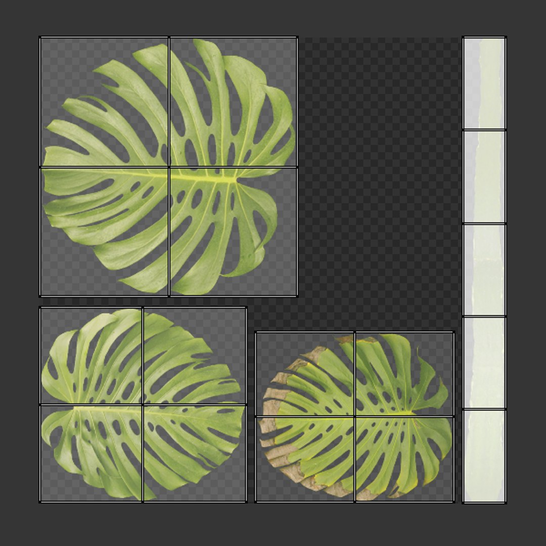 3d monstera pack