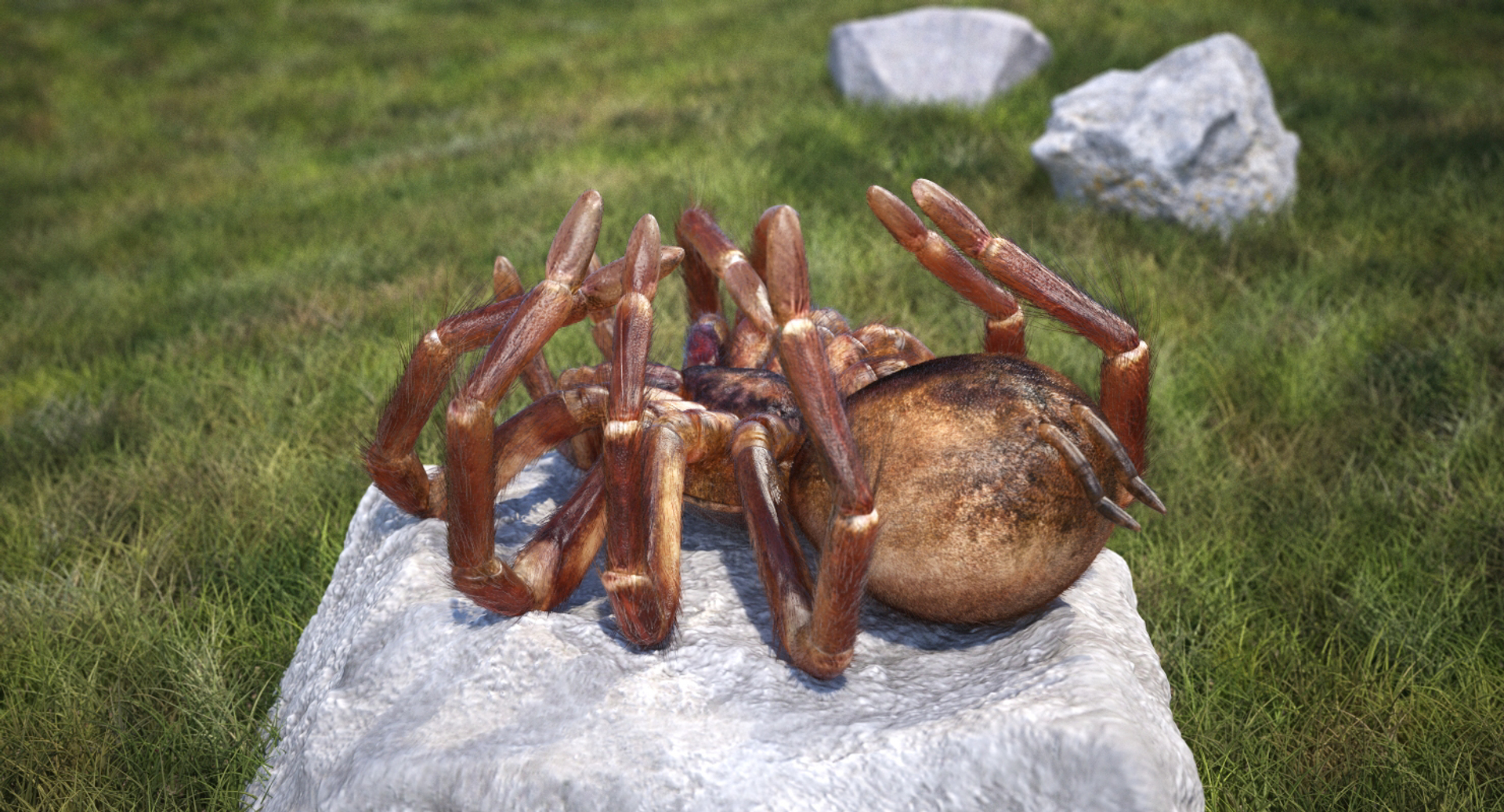 Dead Spiders 3D Model - TurboSquid 1543900