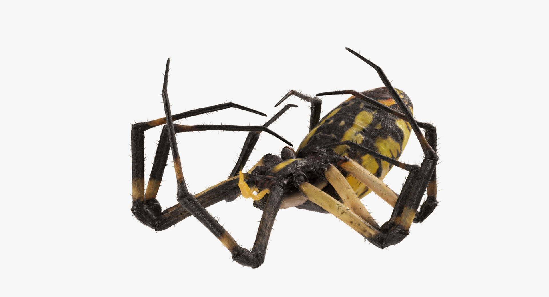 Dead Spiders 3D Model - TurboSquid 1543900