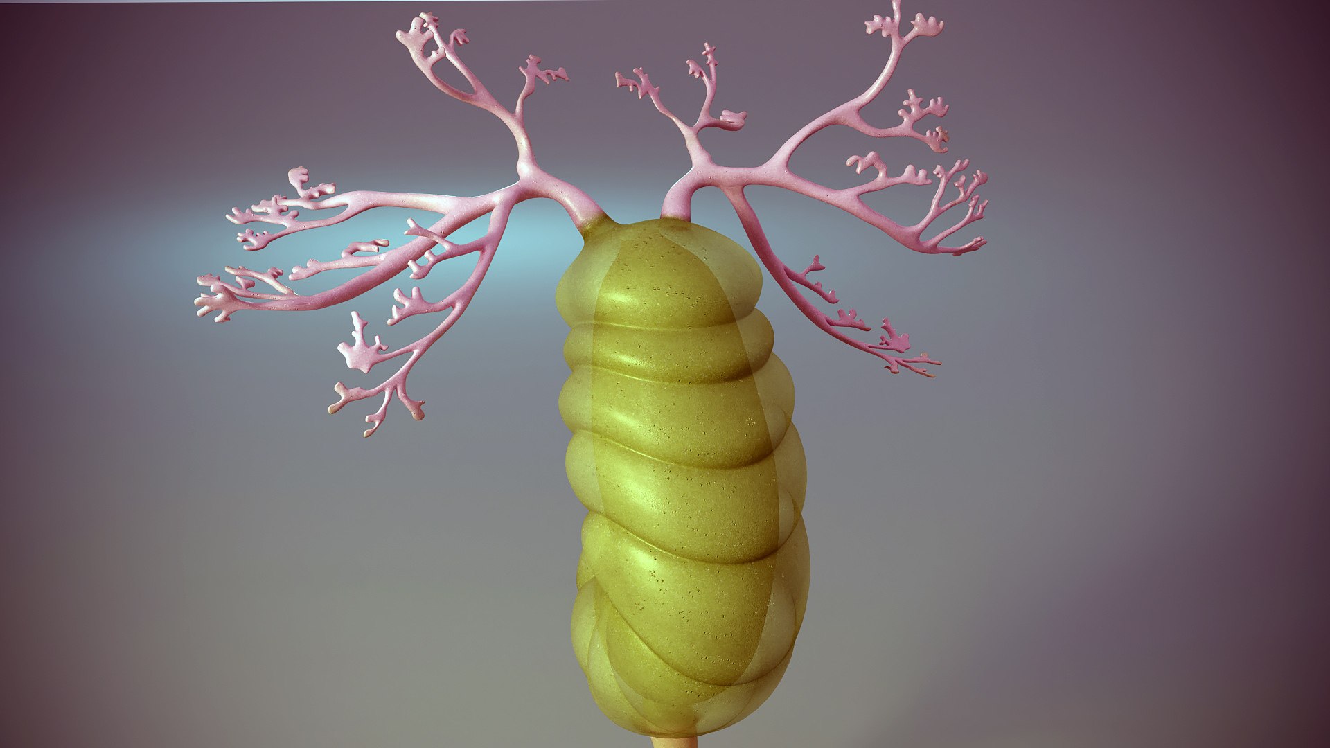 Herpetogaster Collinsi Model - TurboSquid 1578977