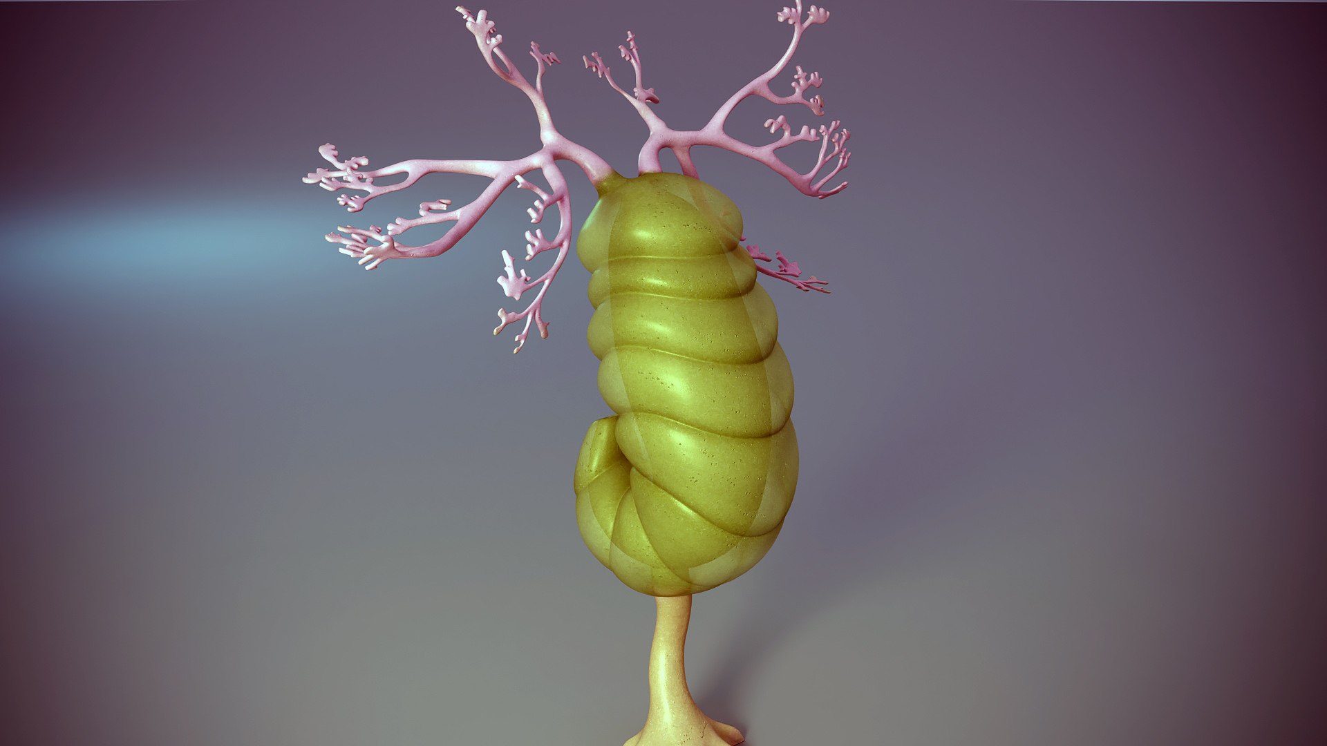 Herpetogaster Collinsi Model - TurboSquid 1578977