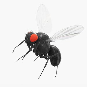 3D Fruit Fly Models - Browse & Download Formats - TurboSquid