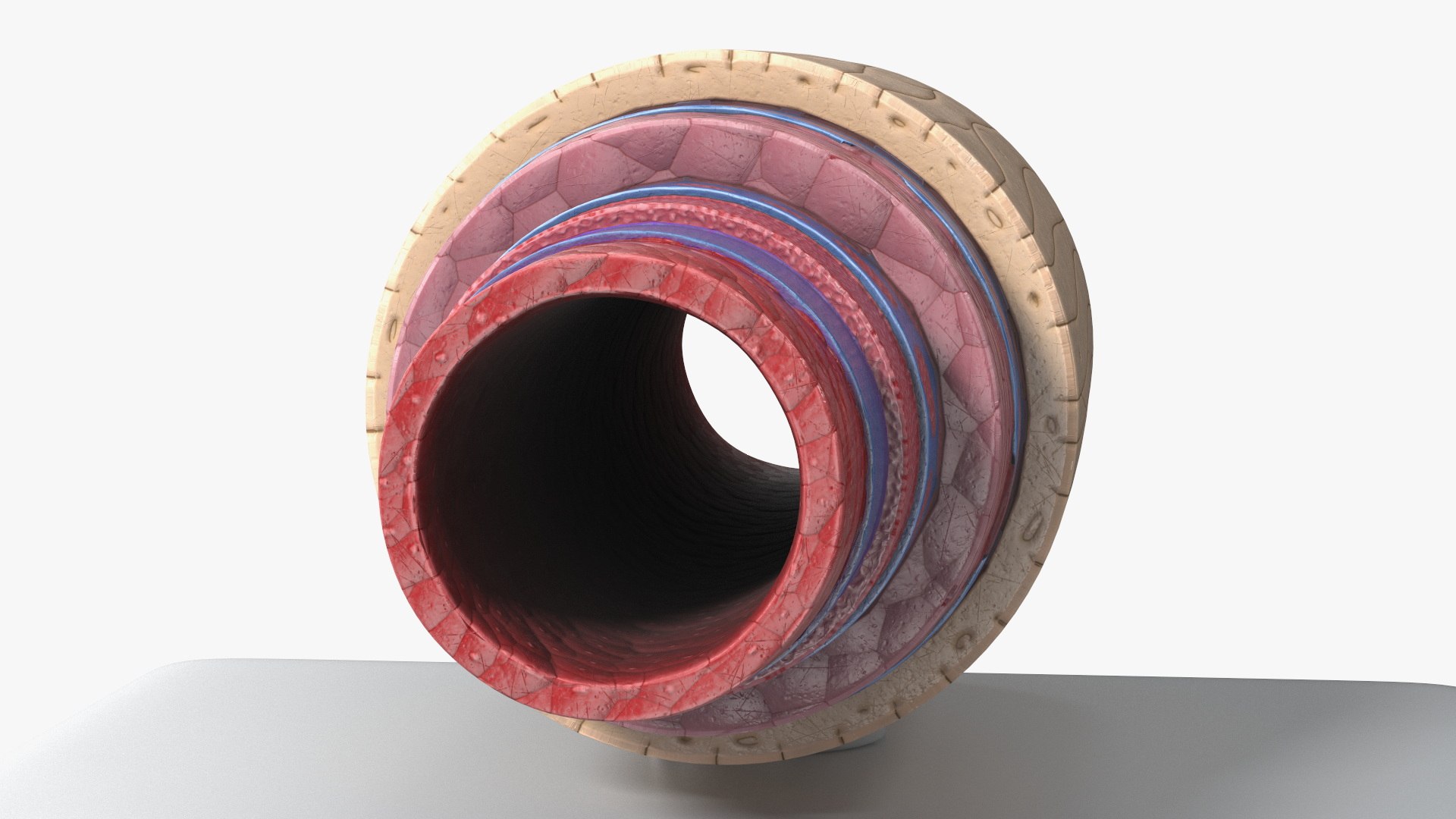 Model Of Artery In Cross Section 3D Model - TurboSquid 2389423