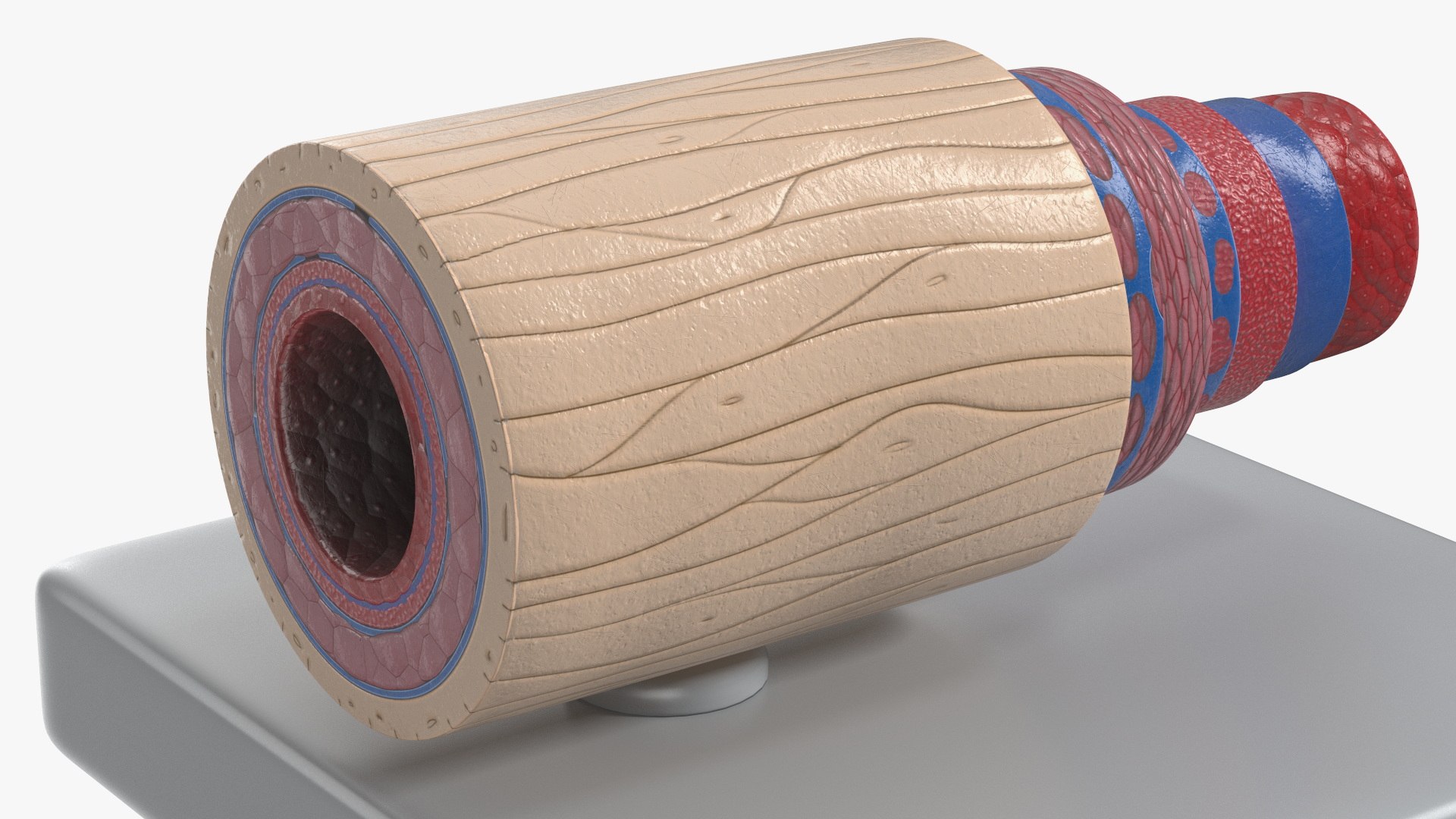 Model Of Artery In Cross Section 3D Model - TurboSquid 2389423