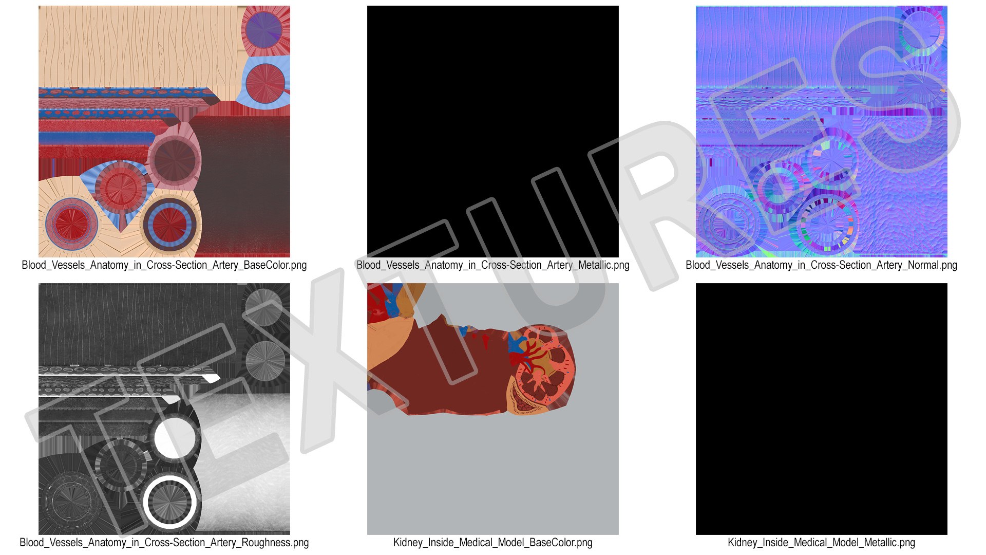 Model Of Artery In Cross Section 3D Model - TurboSquid 2389423