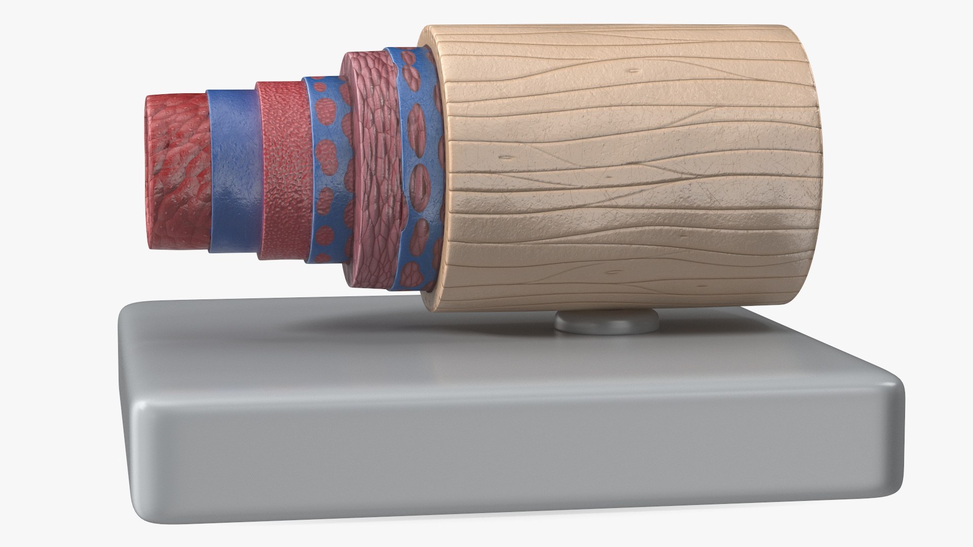 Model Of Artery In Cross Section 3D Model - TurboSquid 2389423