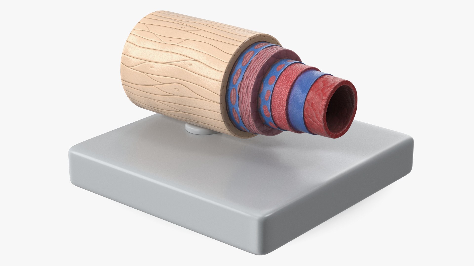 Model Of Artery In Cross Section 3D Model - TurboSquid 2389423