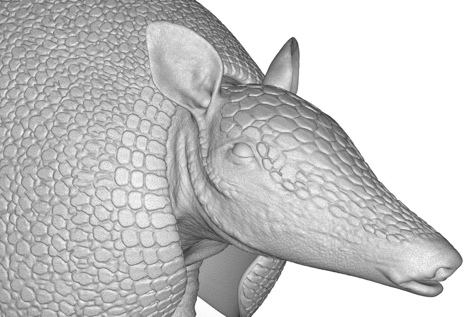 Armadillo 3D - TurboSquid 2205215