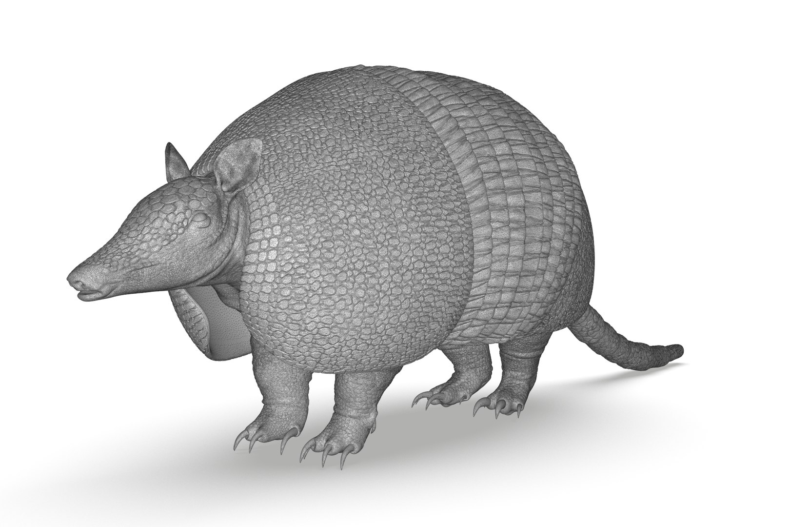 Armadillo 3D - TurboSquid 2205215