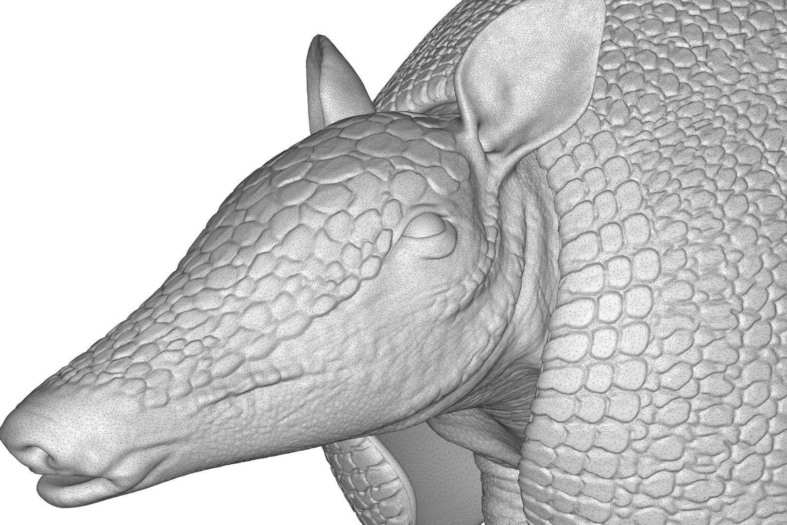 Armadillo 3D - TurboSquid 2205215