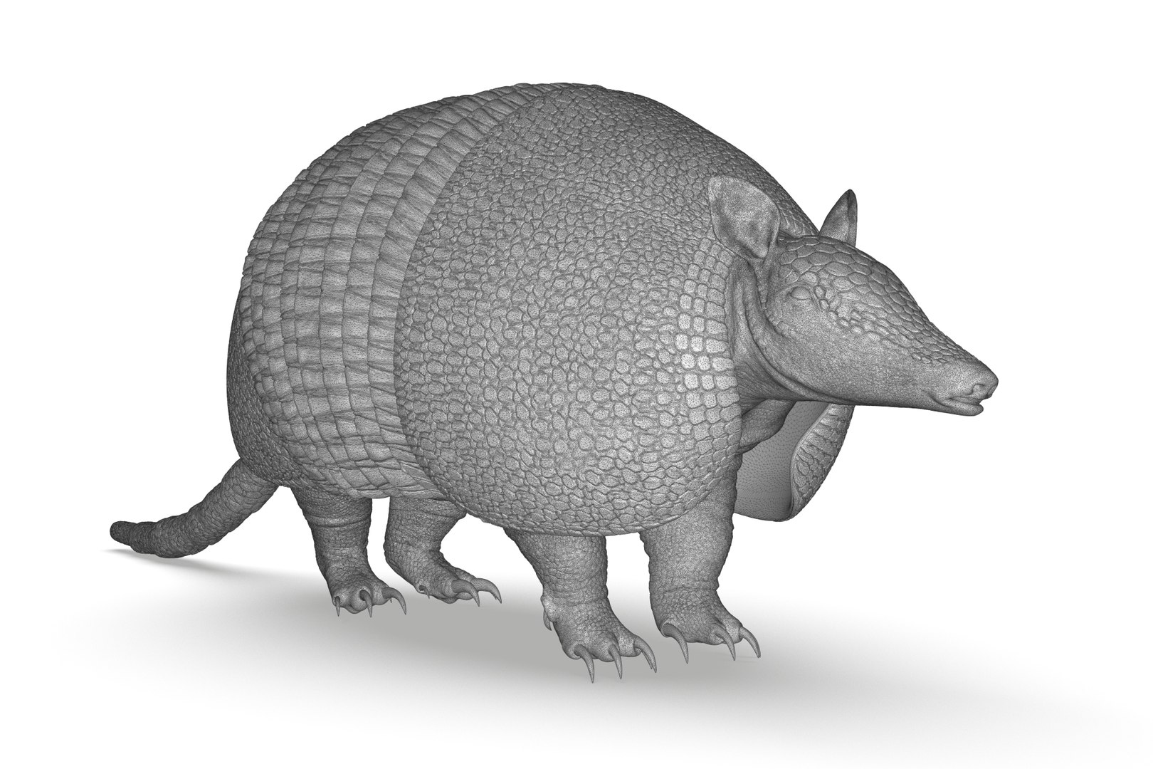 Armadillo 3D - TurboSquid 2205215