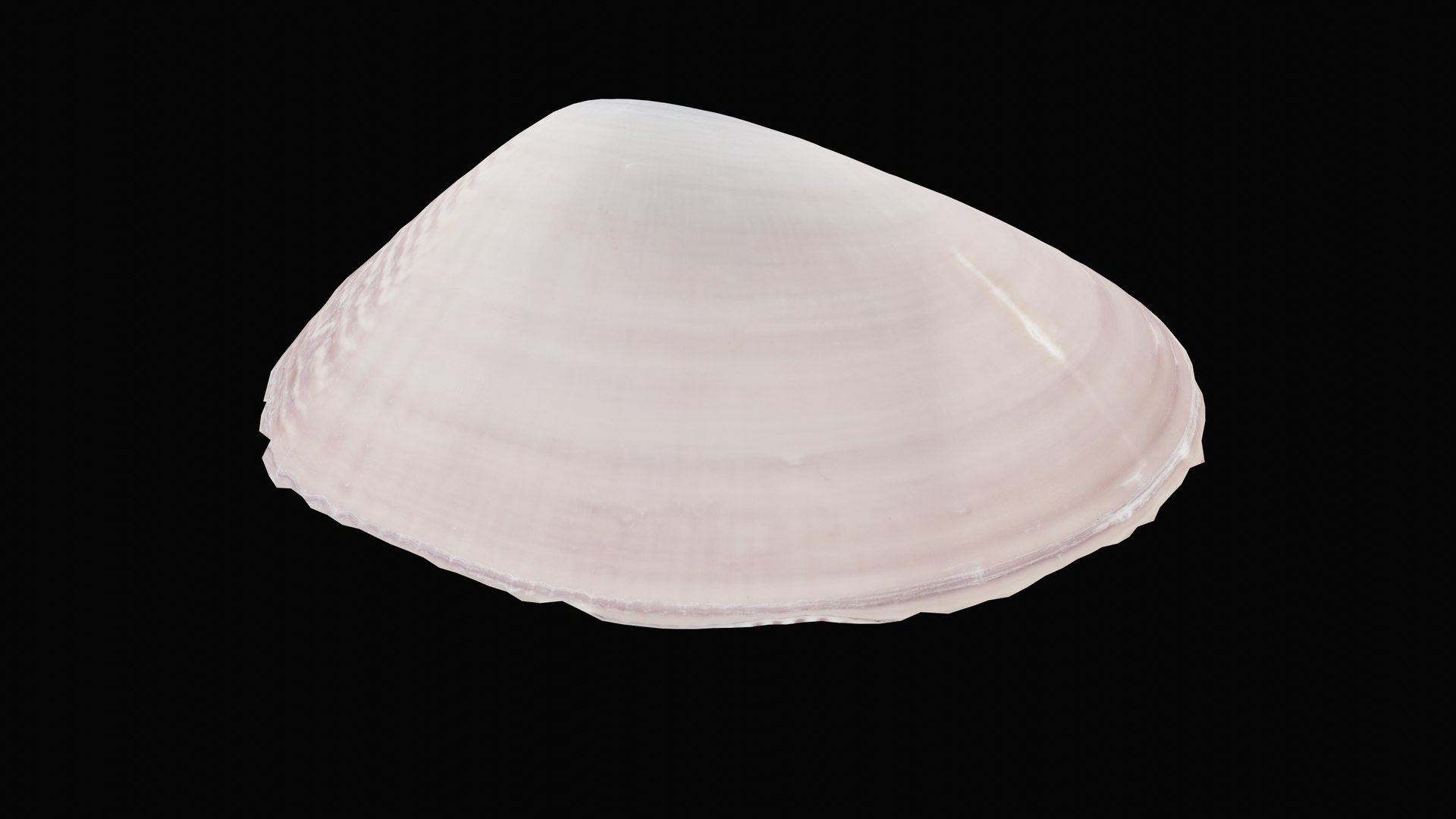 3D shell sea tellin - TurboSquid 1627584