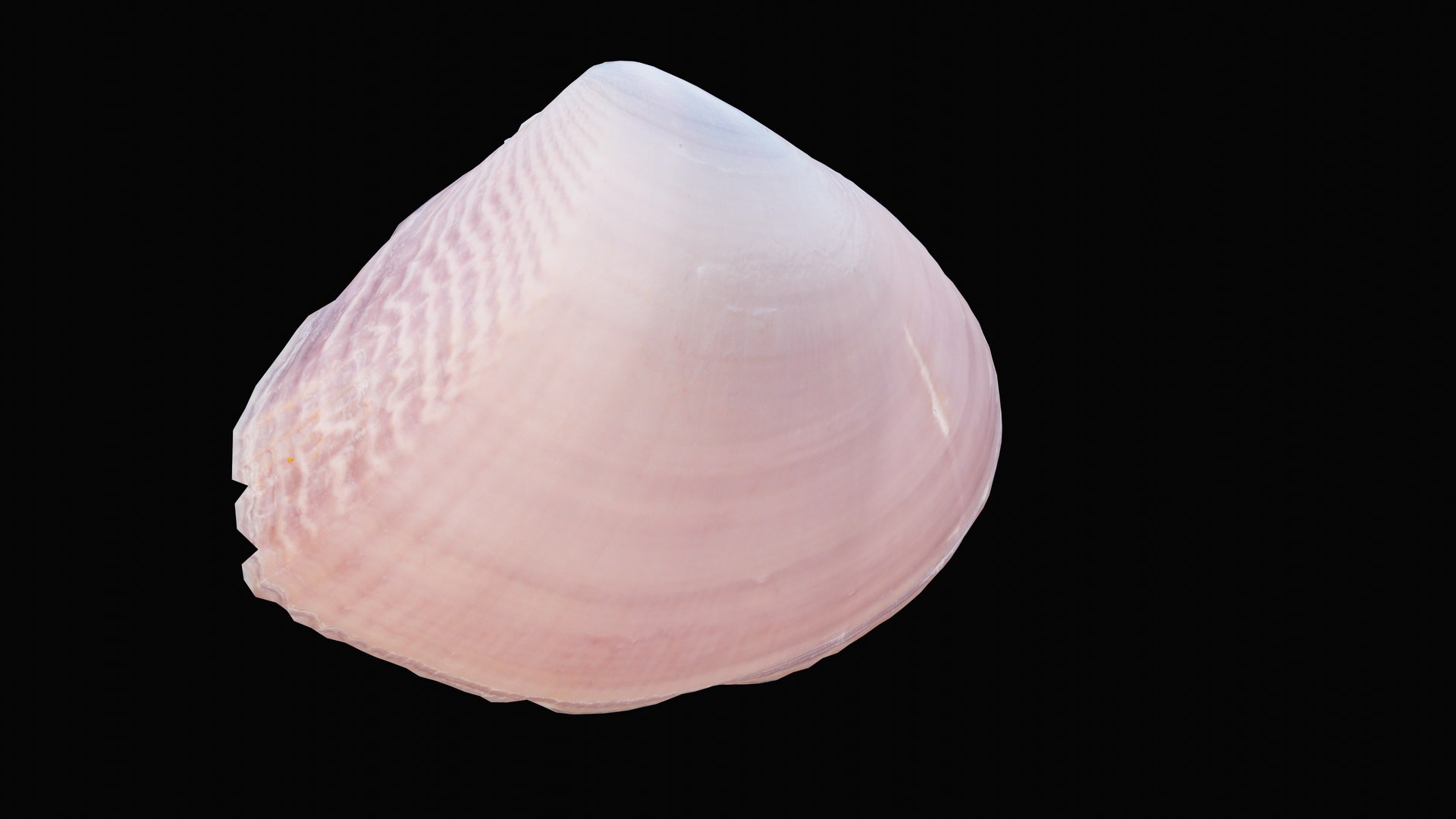 3D shell sea tellin - TurboSquid 1627584