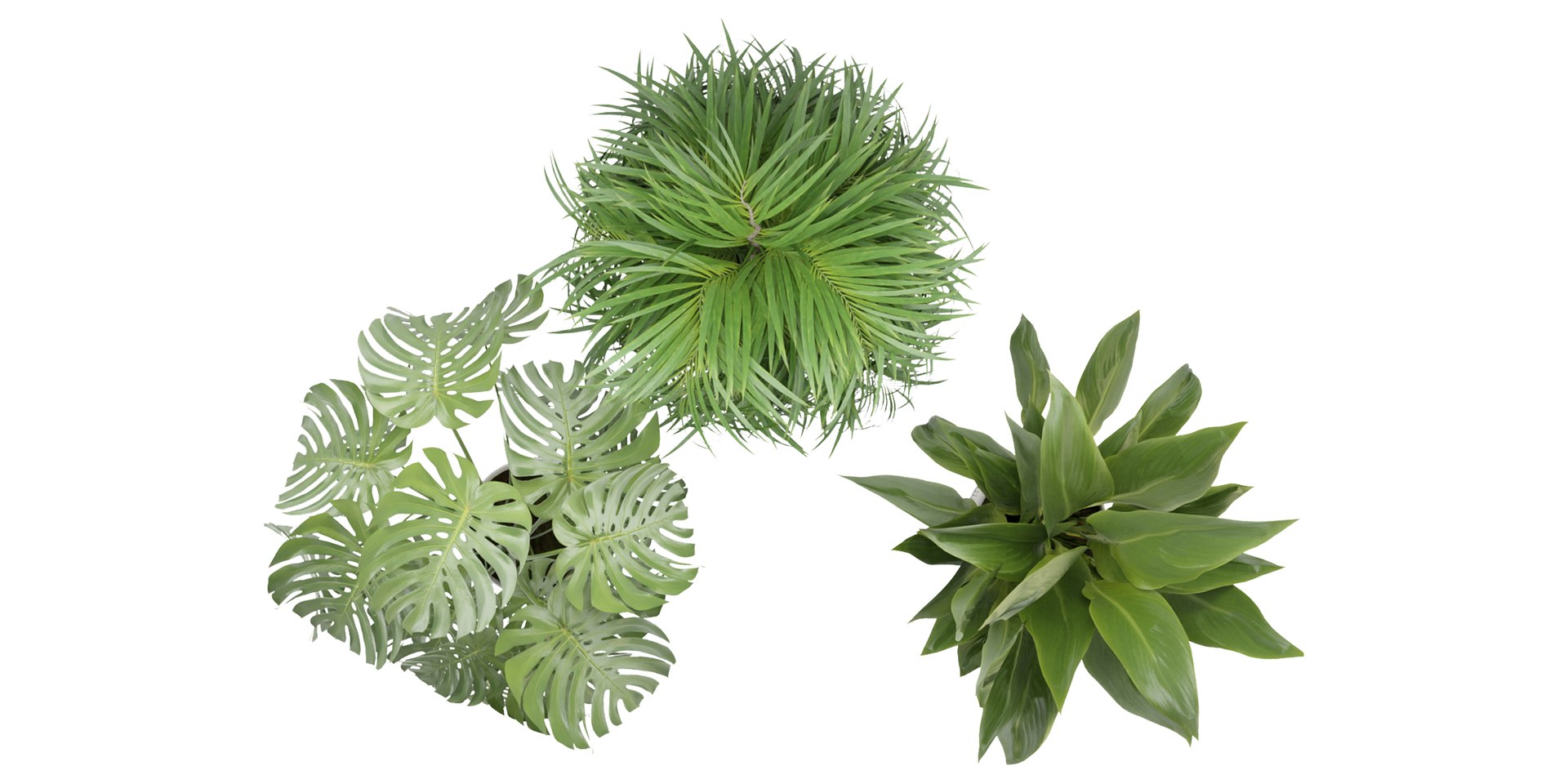 Collection plant vol 348 - blender model 3D - TurboSquid 2094277