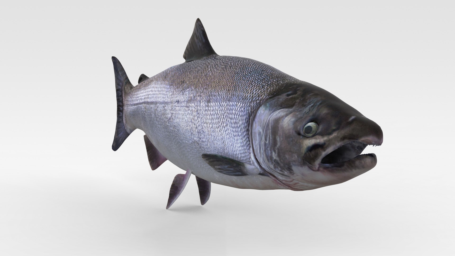 Fish Salmon 3D Model - TurboSquid 2322814