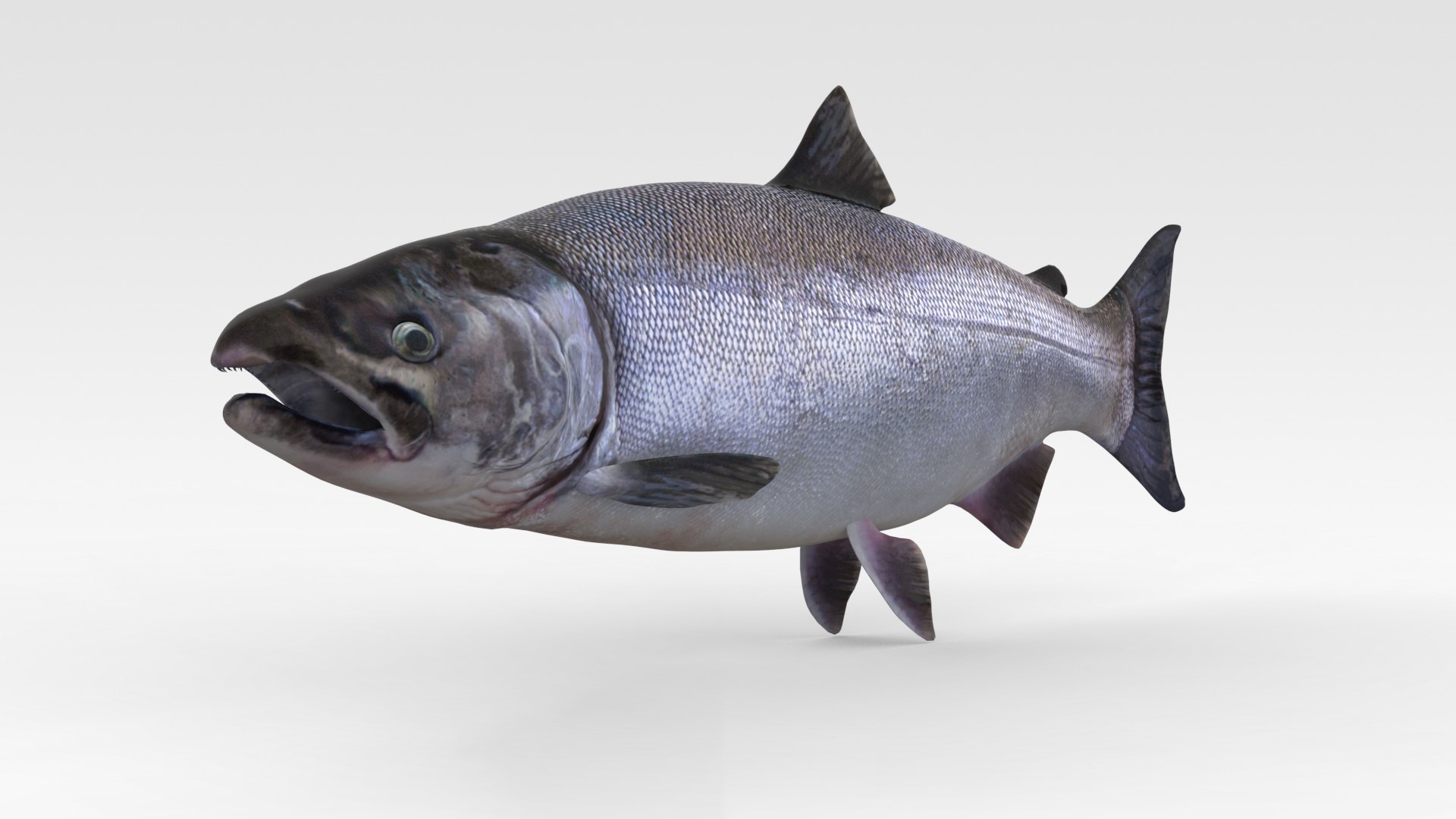 Fish Salmon 3D Model - TurboSquid 2322814