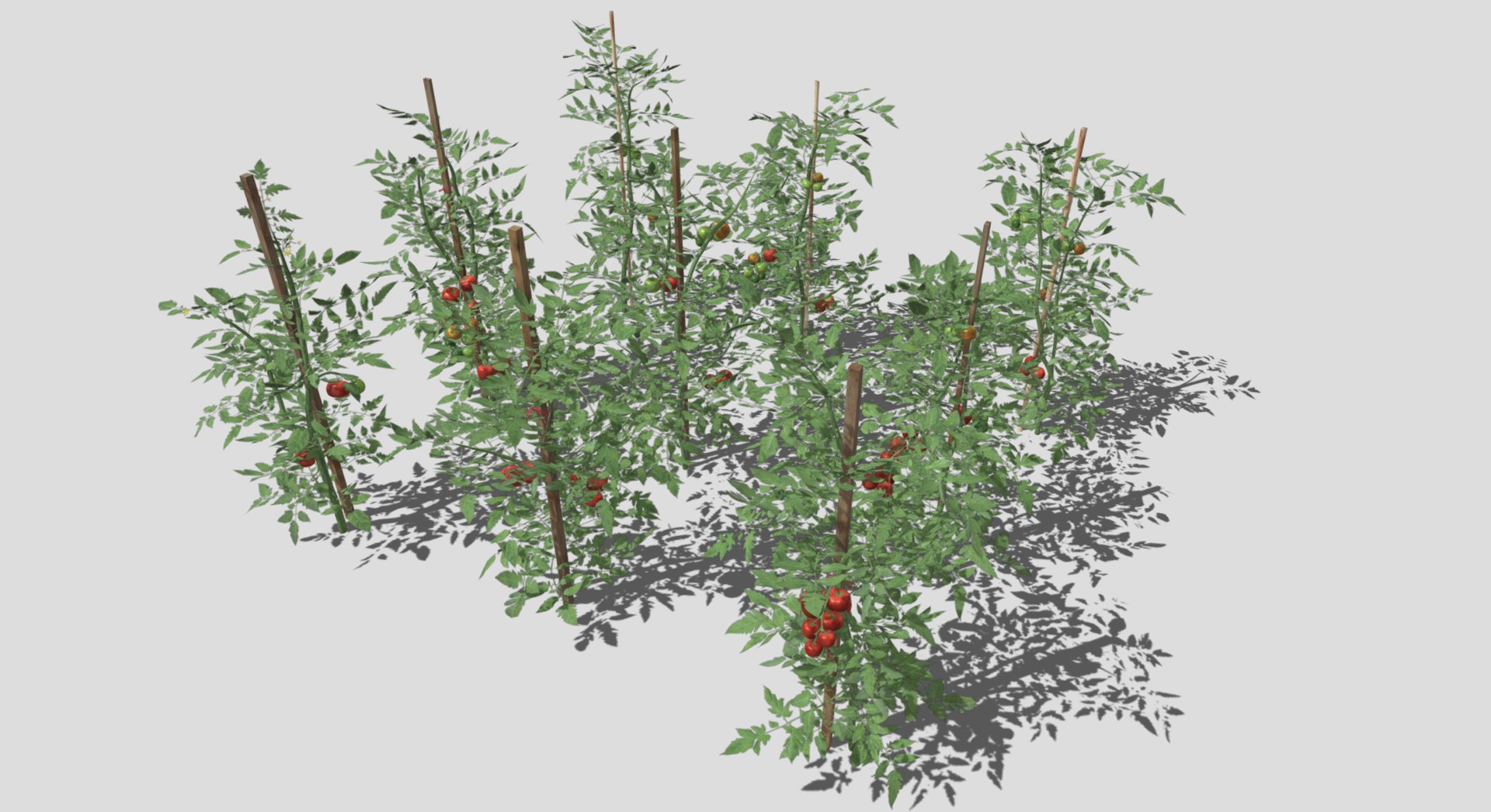 3D Model Tomato Plantation - TurboSquid 1922533