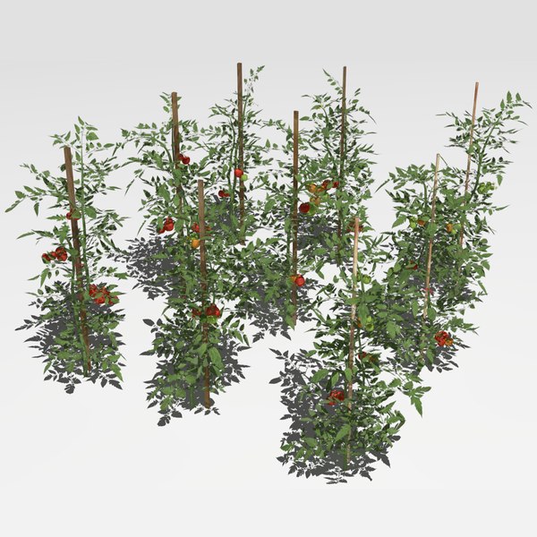 Tomato Plant 3D Models for Download | TurboSquid