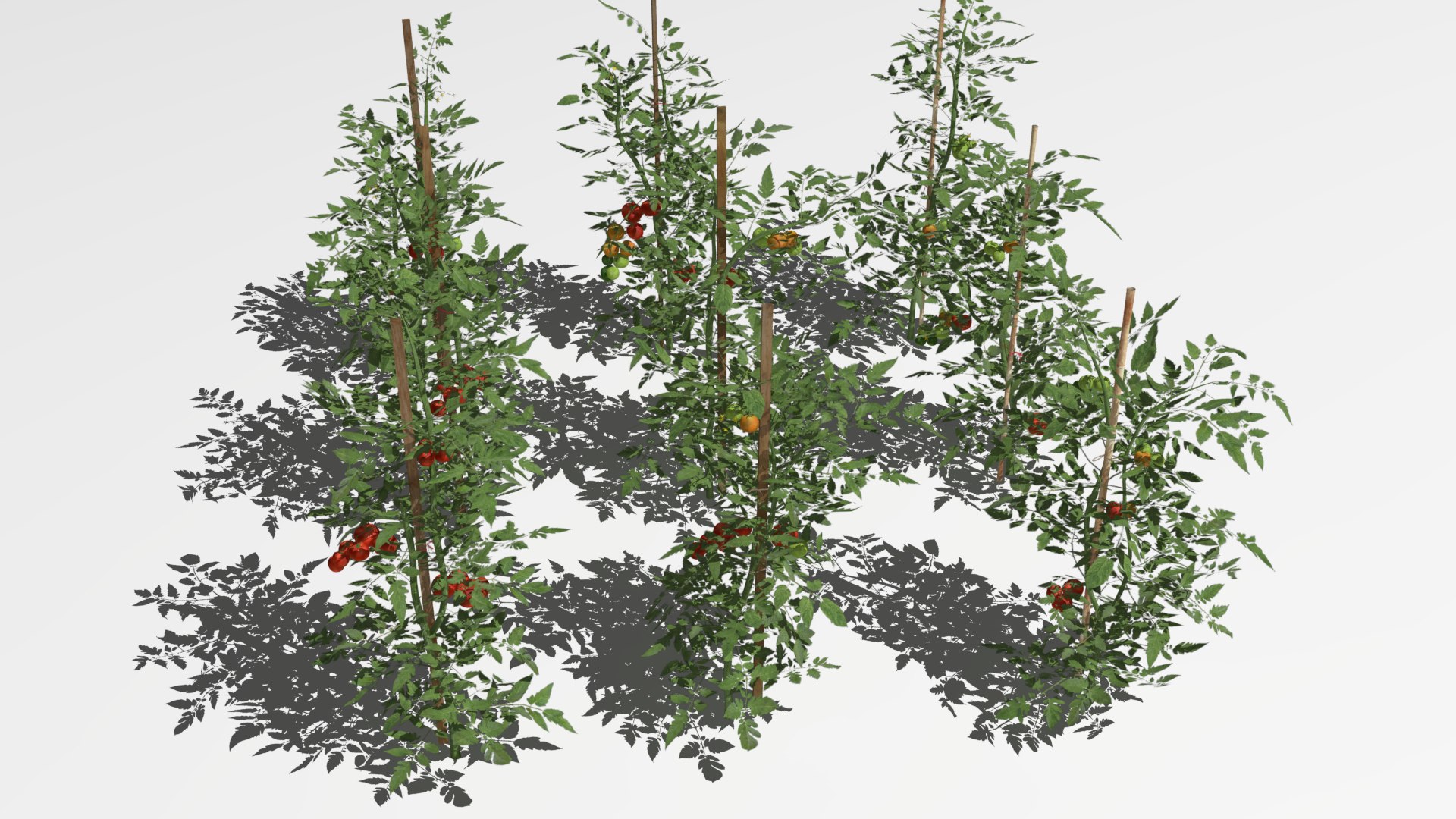 3D Model Tomato Plantation - TurboSquid 1922533