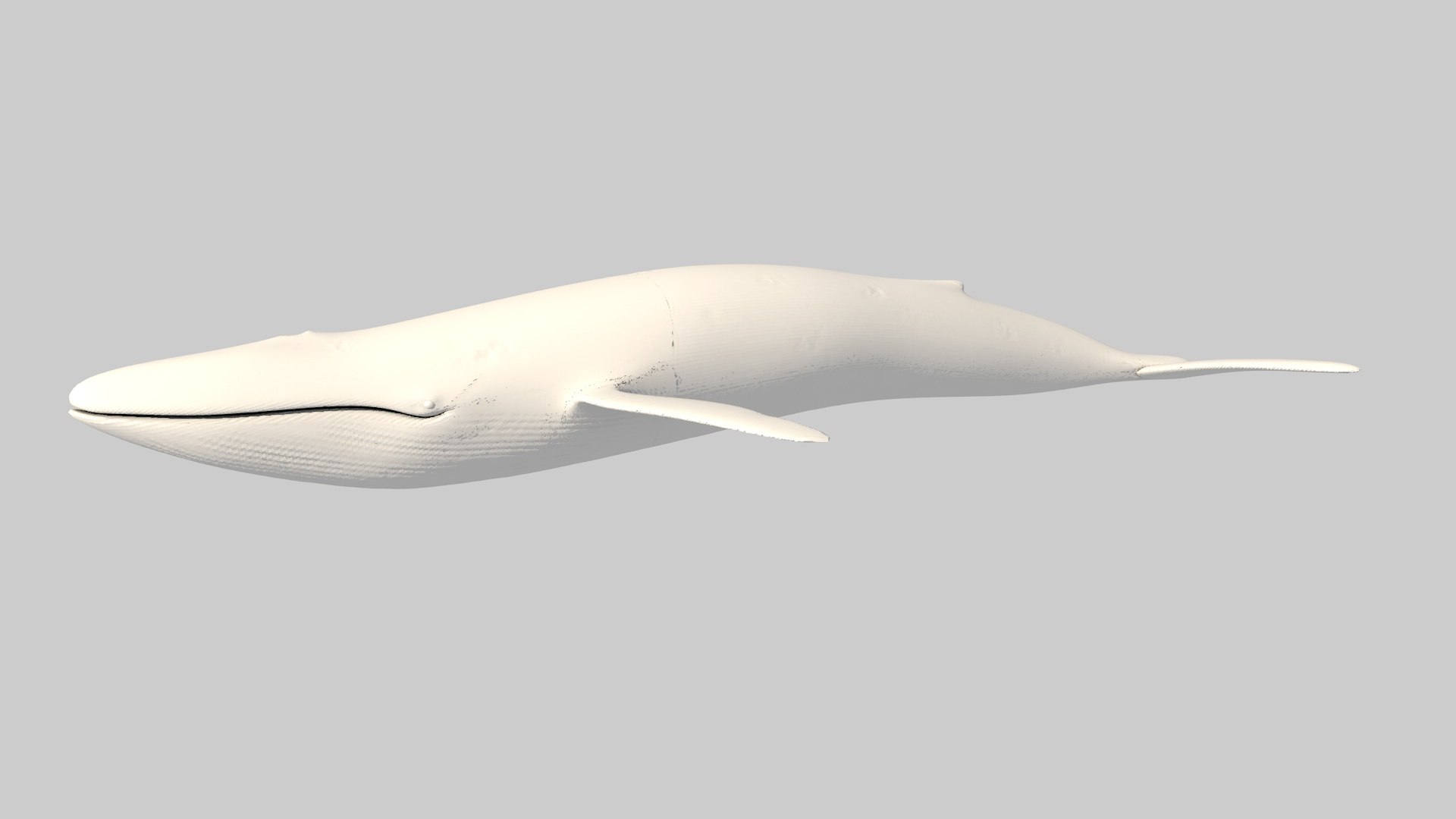 Blue Whale 3D Model - TurboSquid 2283581
