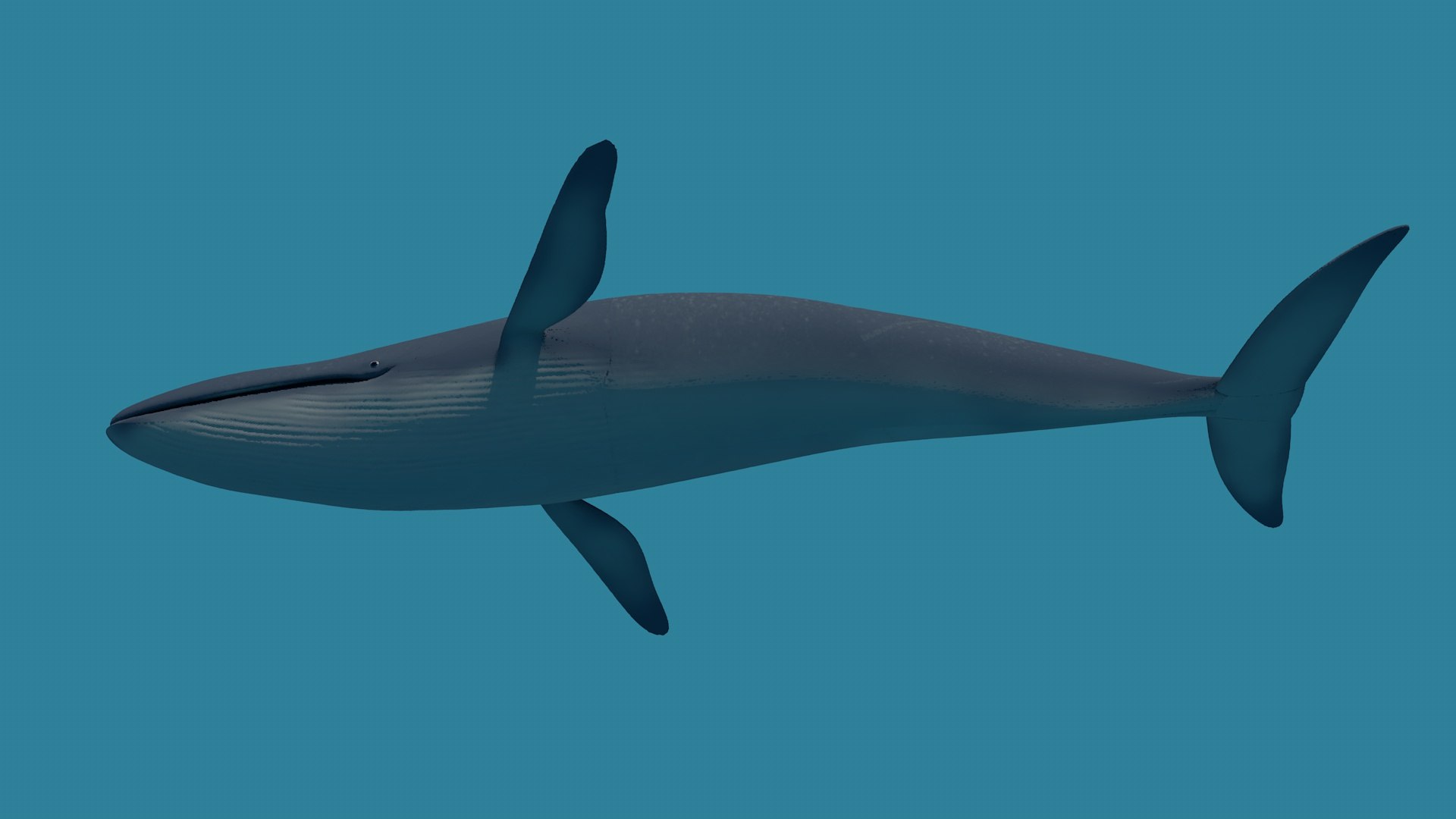 Blue Whale 3D Model - TurboSquid 2283581