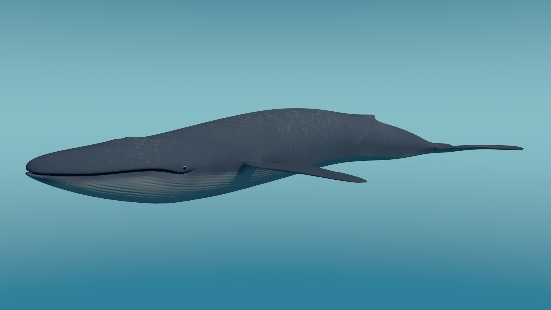 Blue Whale 3D Model - TurboSquid 2283581