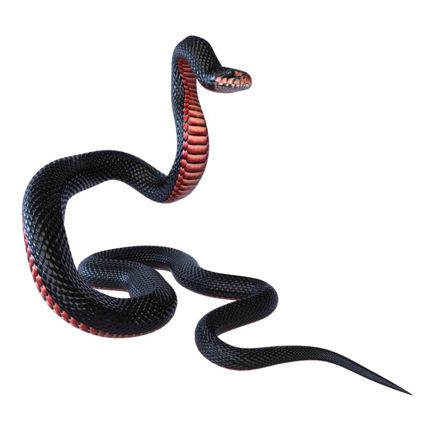 Animated Snake 3D Models for Download | TurboSquid