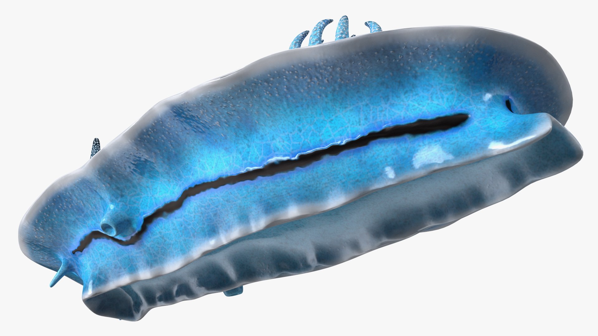 3D Blue Sea Slug Rigged For Maya - TurboSquid 2207208