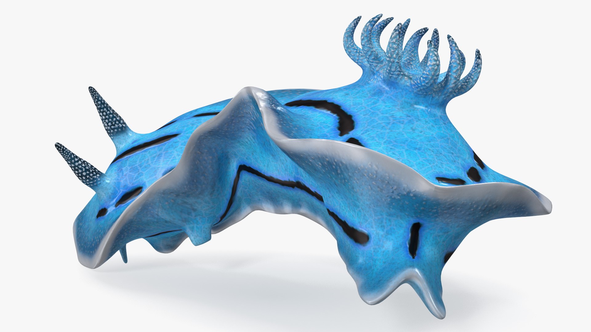 3D Blue Sea Slug Rigged For Maya - TurboSquid 2207208