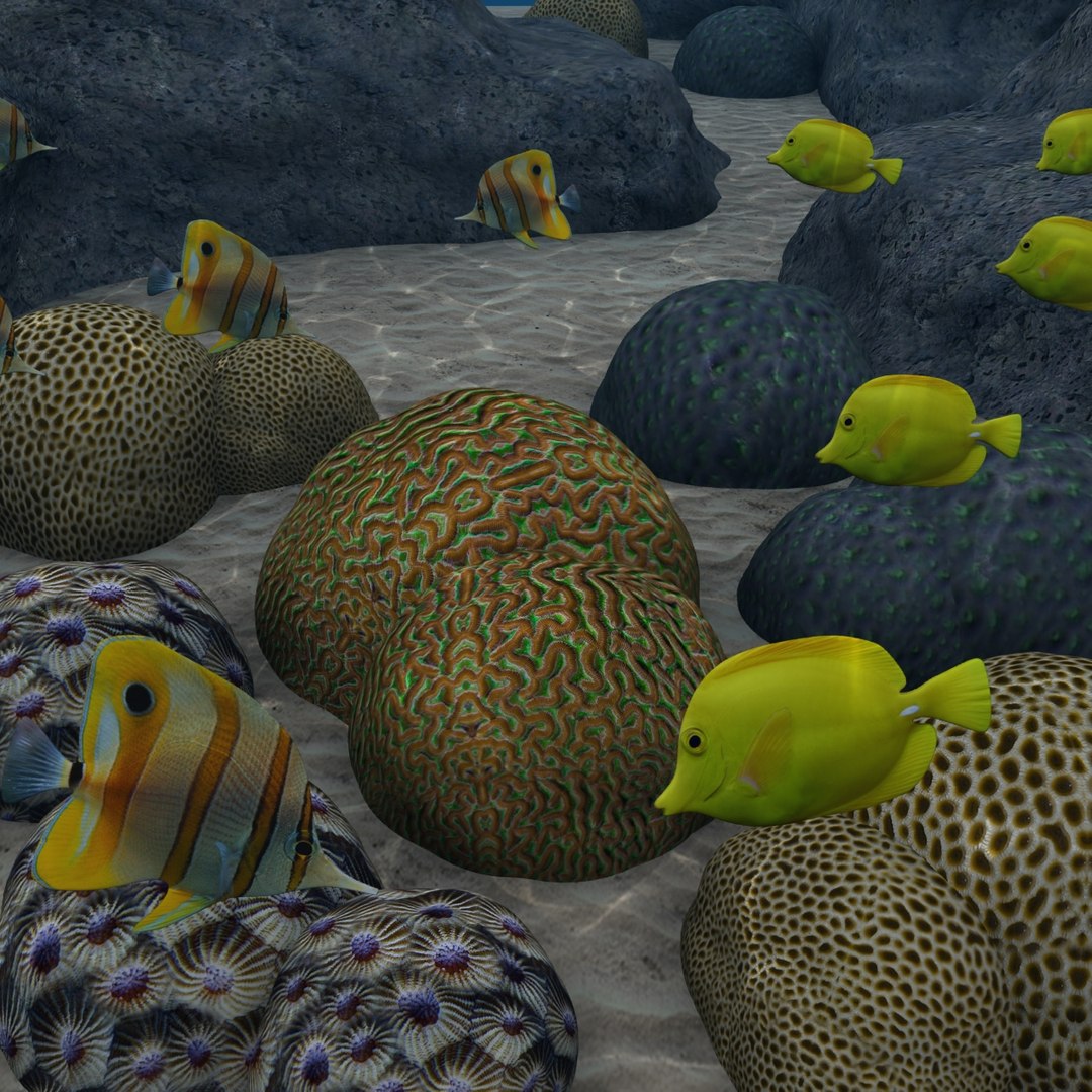 Max Coral Reef