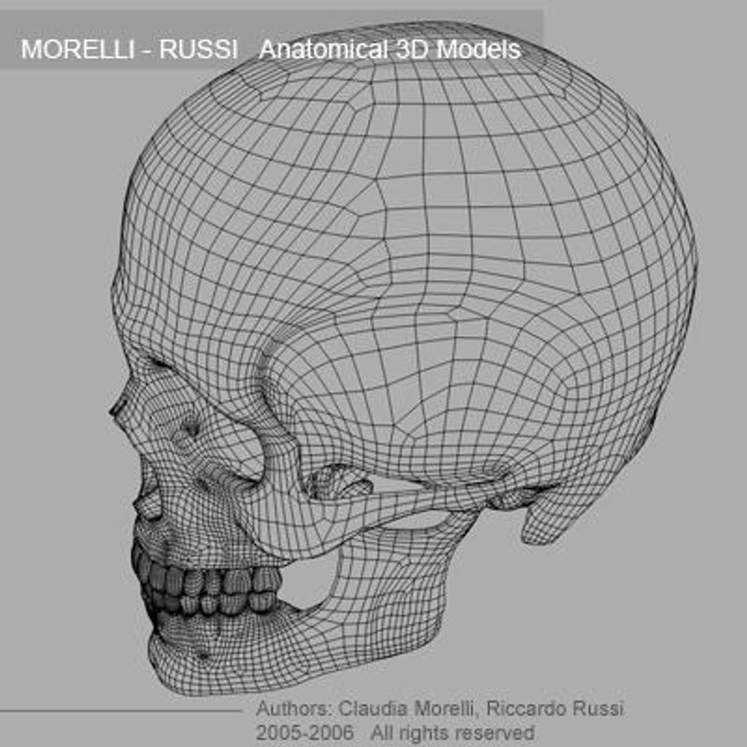 human skull 3d model