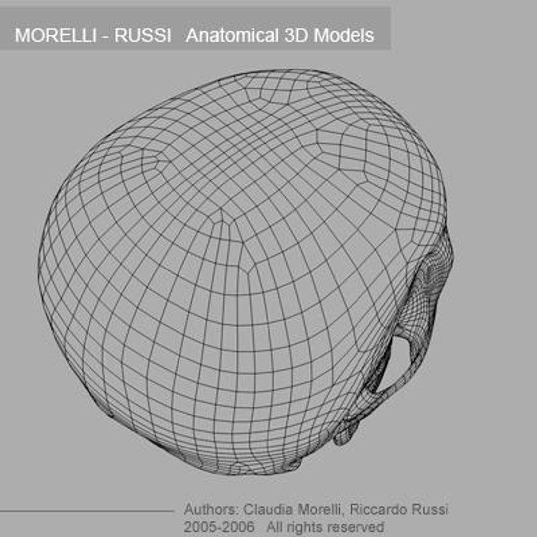 human skull 3d model