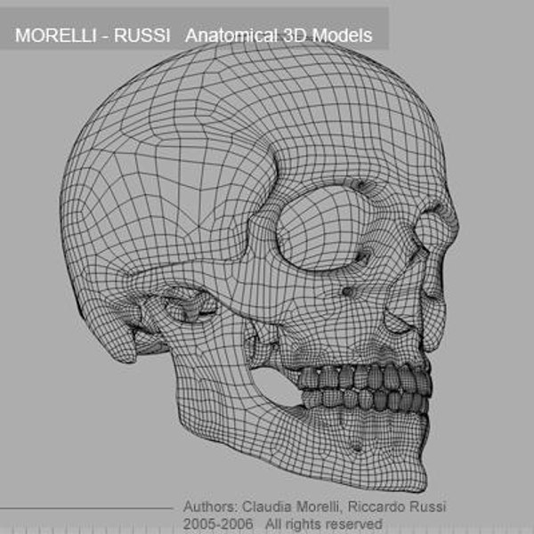 human skull 3d model